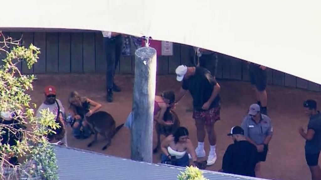 Travis Kelce and Taylor Swift Seen at Australia Zoo Ahead of Eras ...