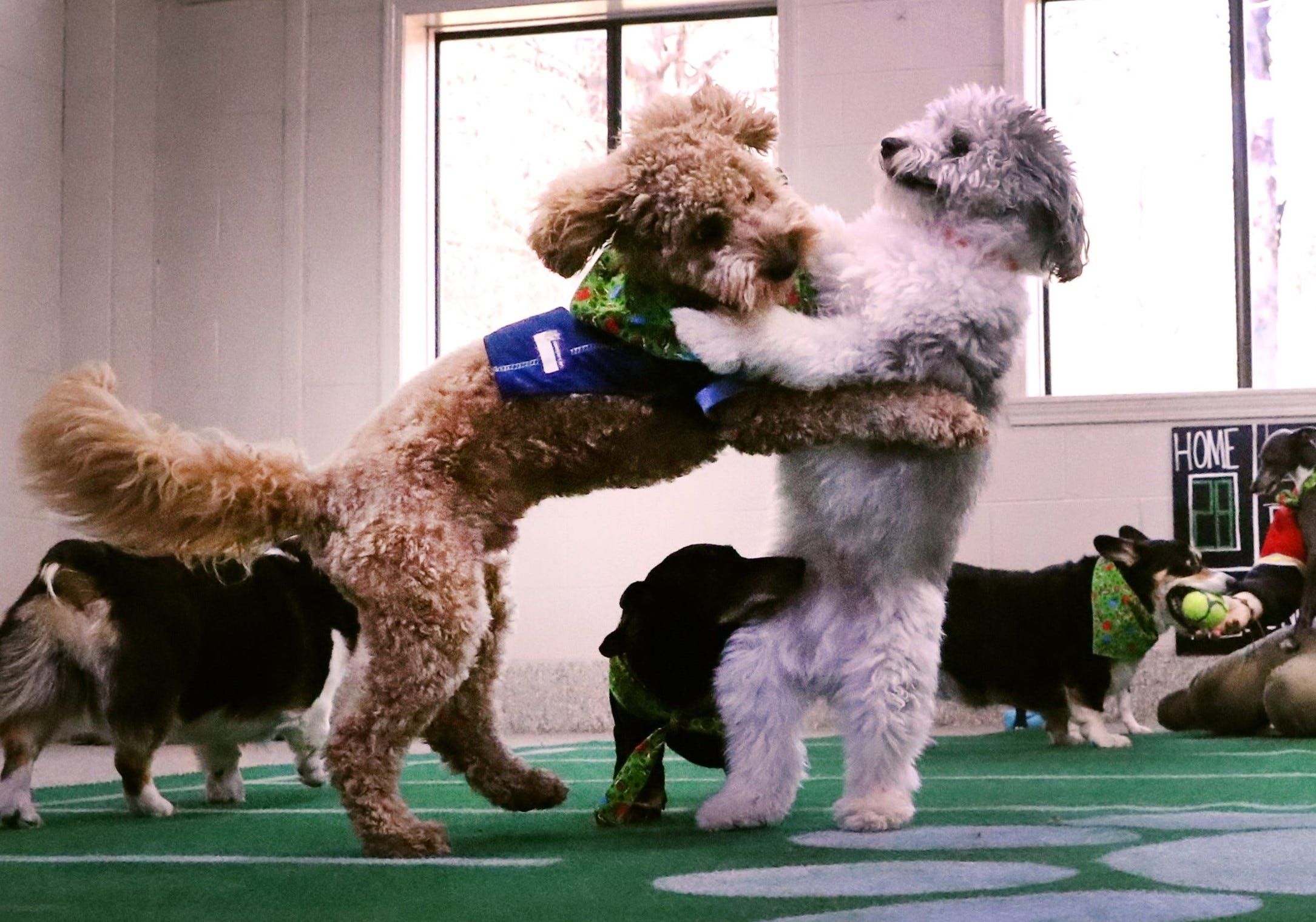 What Is the 'Puppy Bowl'? Everything To Know About the Super Bowl for ...