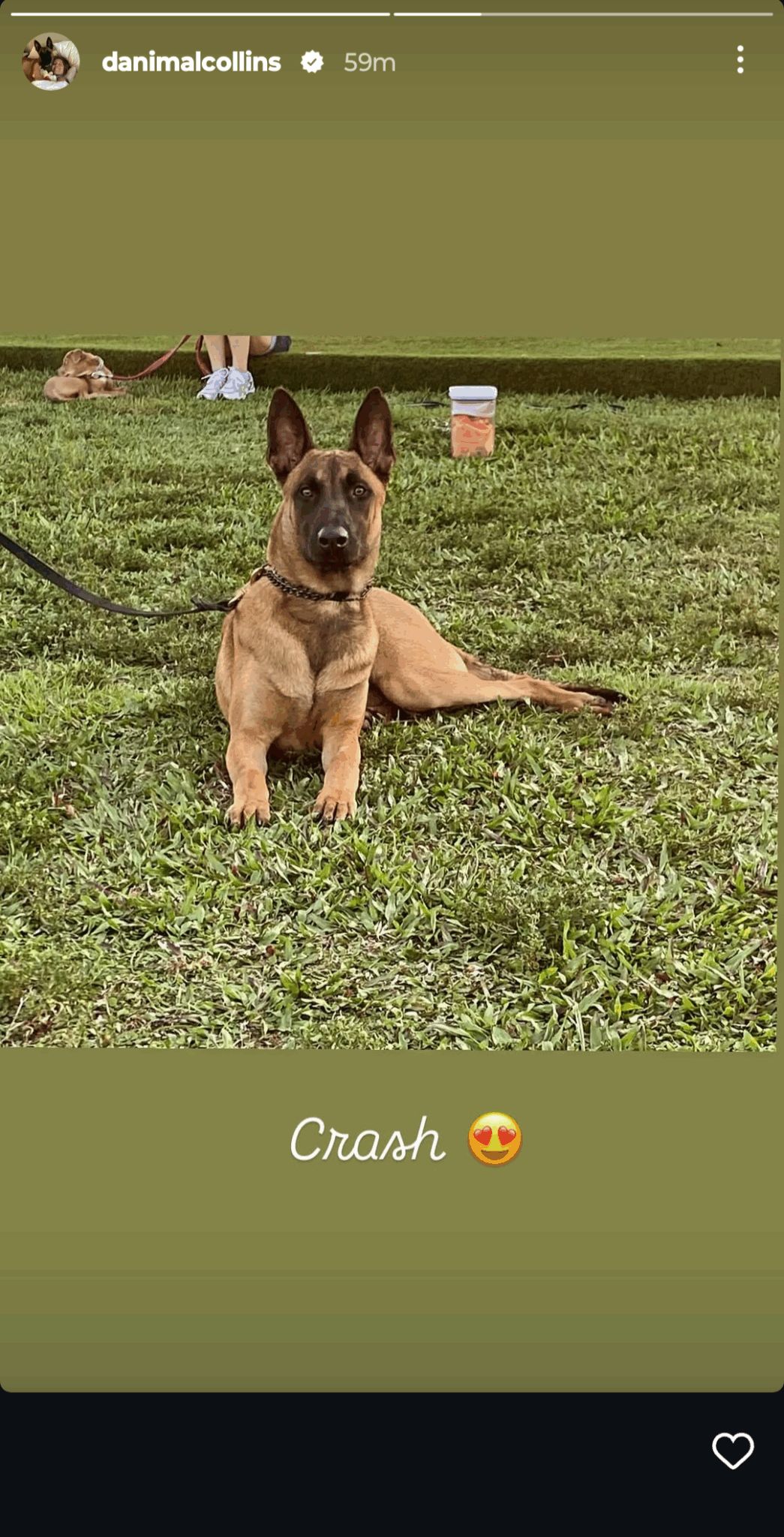 Danielle Collins Gives Update on the Injured Dog She Rescued in Miami ...