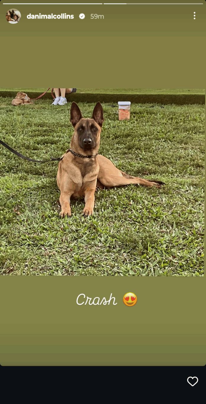 Danielle Collins Gives Update on the Injured Dog She Rescued in Miami ...