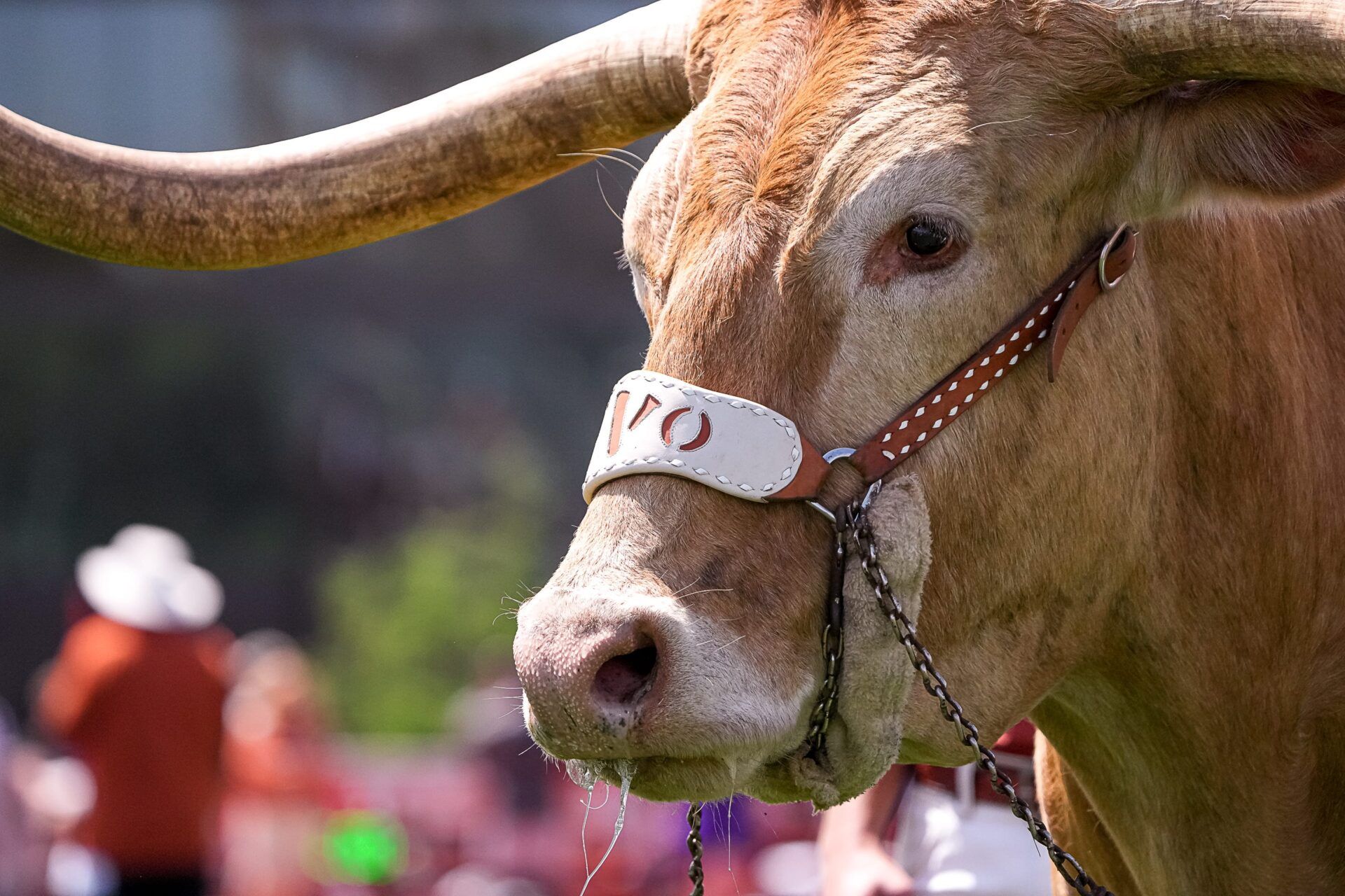 LOOK: Texas Mascot Bevo’s Jaw-Dropping Realism in EA College Football ...